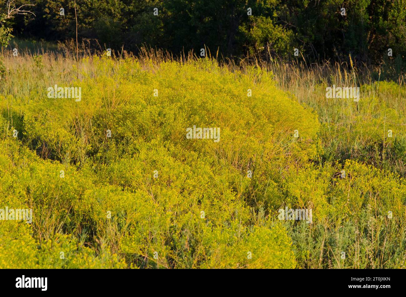Prairie Broomweed, Amphiachyris dracunculoides, in late light Stock ...