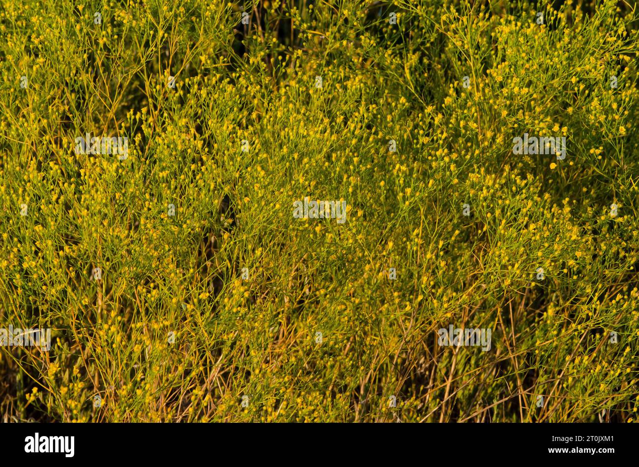 Prairie Broomweed, Amphiachyris dracunculoides, in late light Stock ...