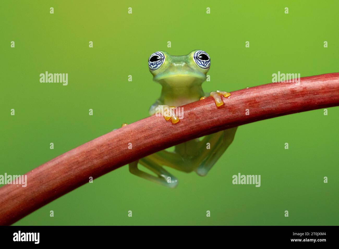 Ghost frog species hi-res stock photography and images - Alamy