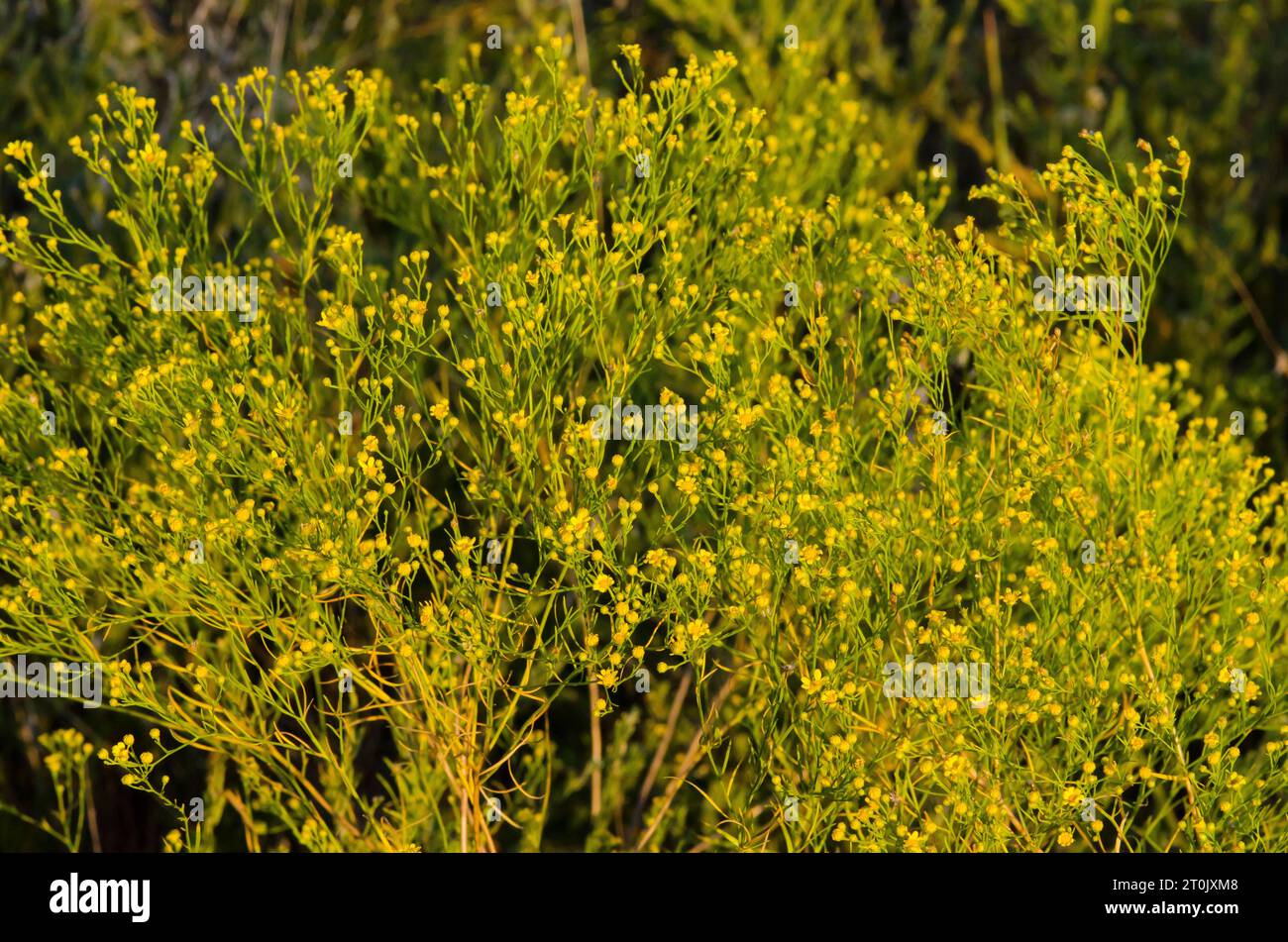 Prairie Broomweed, Amphiachyris dracunculoides, in late light Stock ...