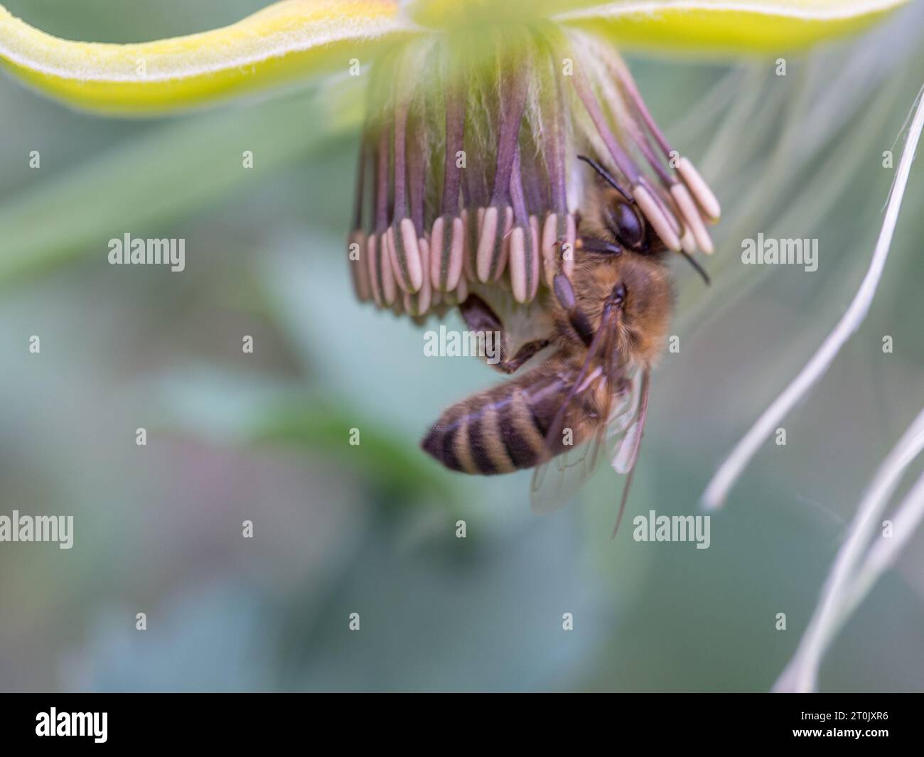A close-up of a honey bee hovering over a vibrant yellow flower in the ...