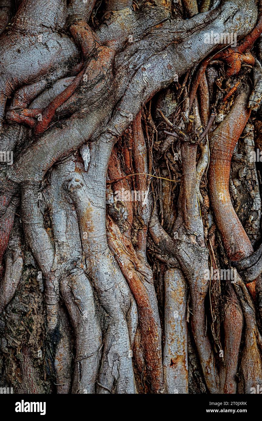 Root textures hi-res stock photography and images - Alamy