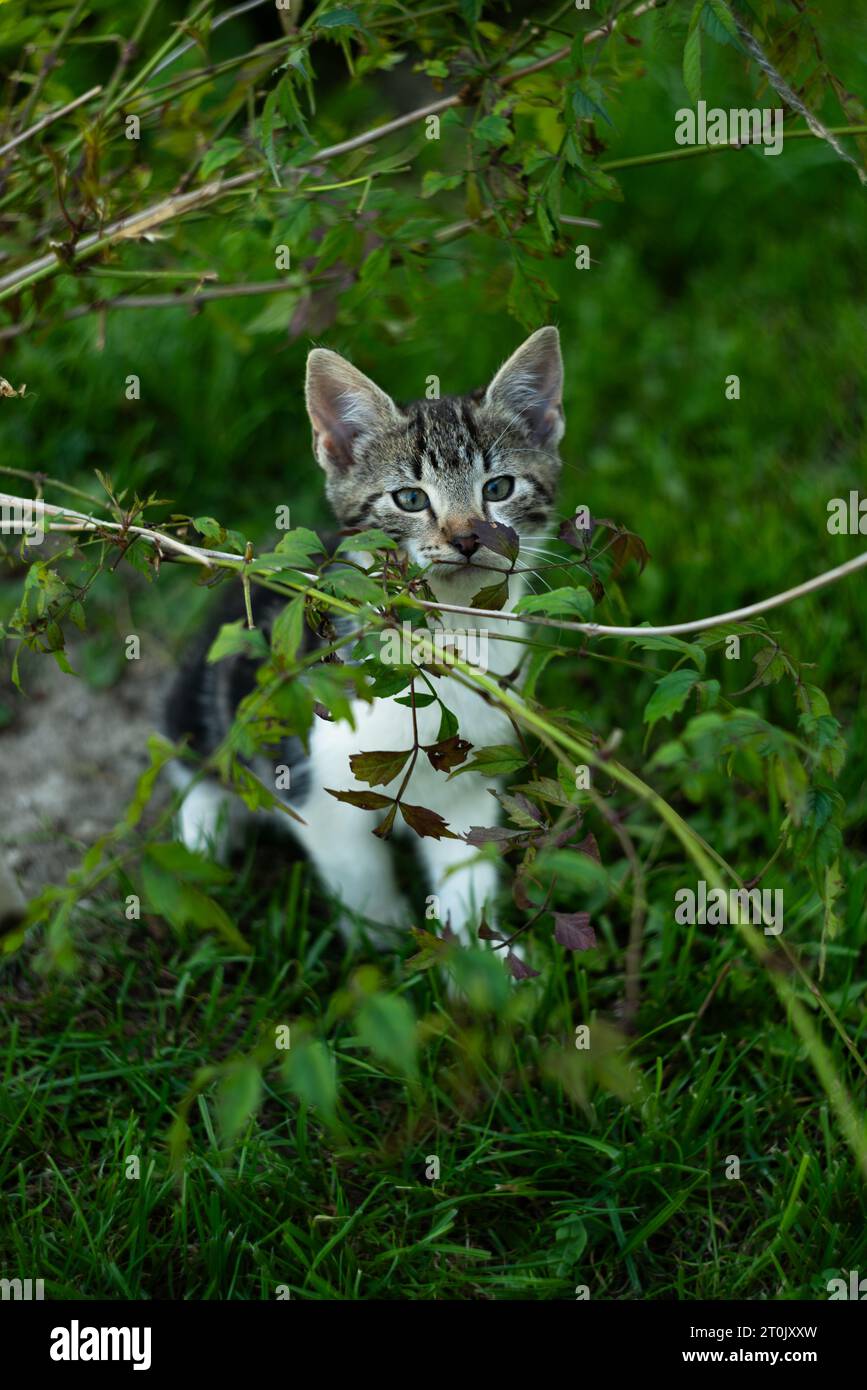 Cute little kitten in the garden. Selective focus. Animal Stock Photo ...