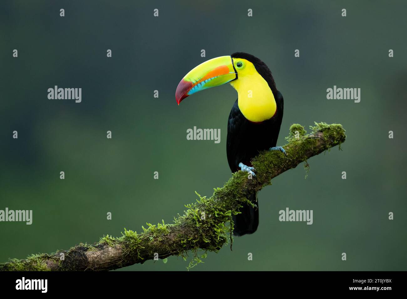 The keel-billed toucan (Ramphastos sulfuratus), also known as sulfur ...