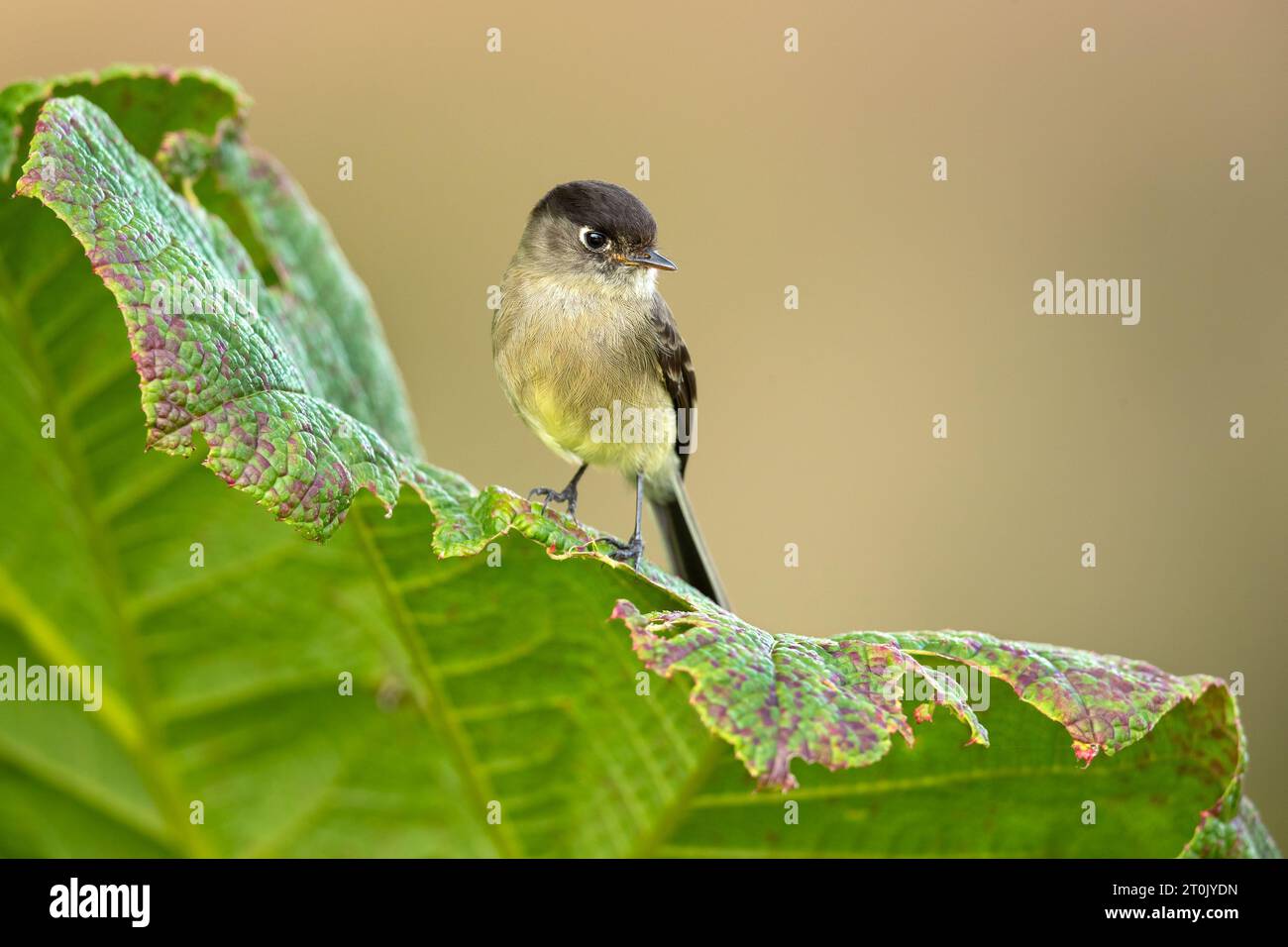 The black-capped flycatcher (Empidonax atriceps) is a very small ...