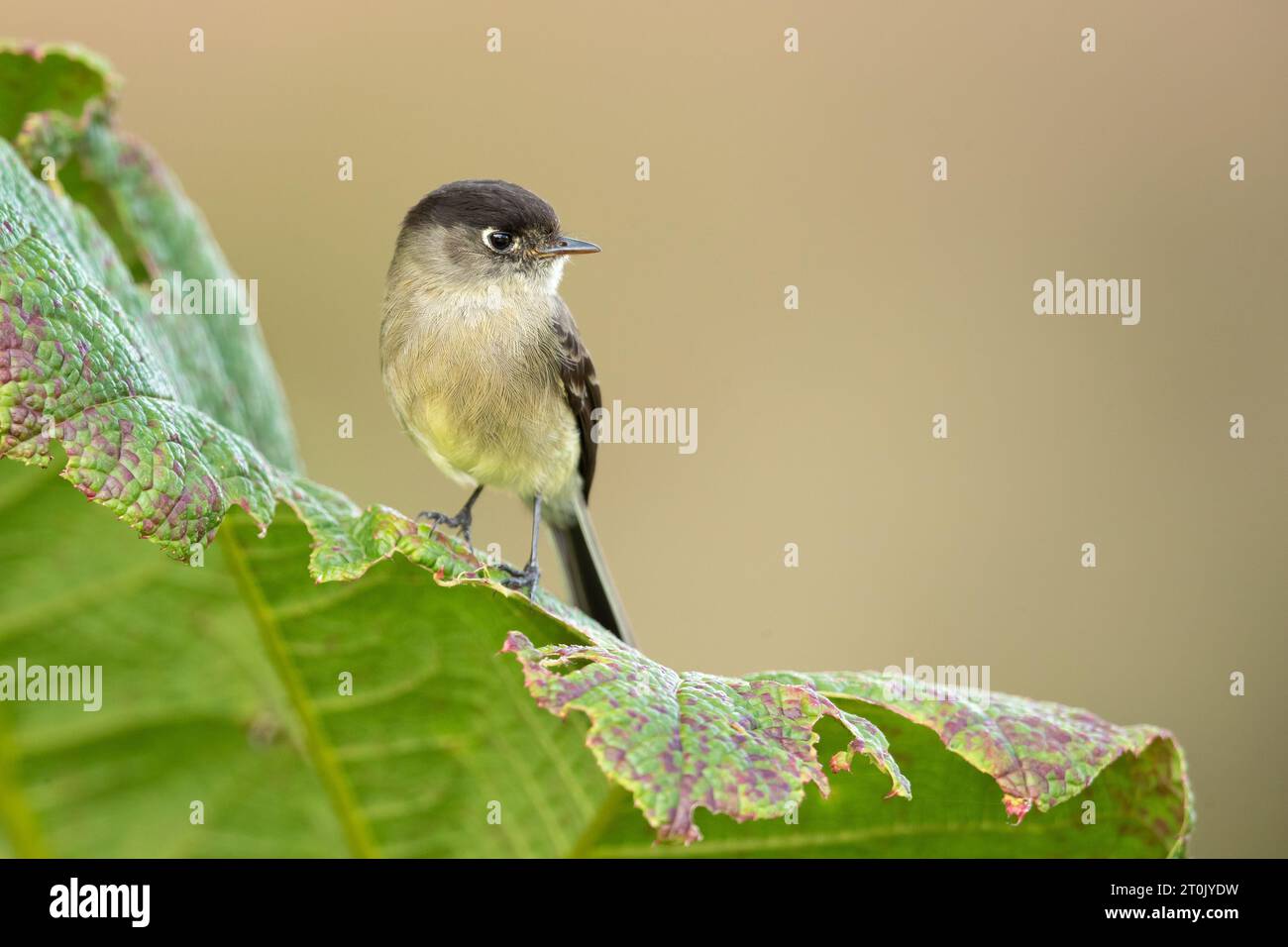 The black-capped flycatcher (Empidonax atriceps) is a very small ...