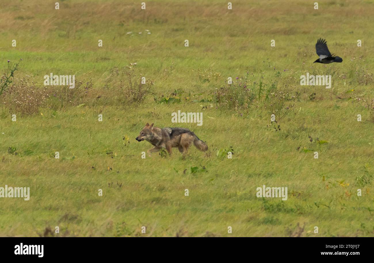 Wolf hunting sheep hi-res stock photography and images - Alamy