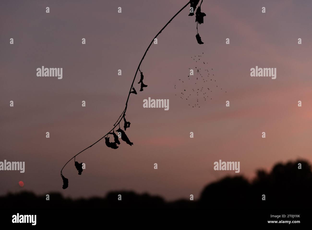 spider web with flies on the sunset background Stock Photo - Alamy