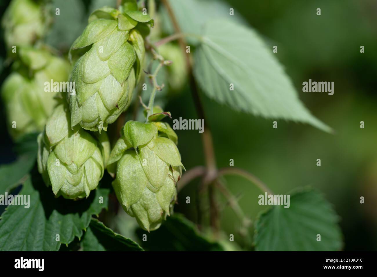 Closeup of wild green flowers of hops growing on a branch with leaves ...