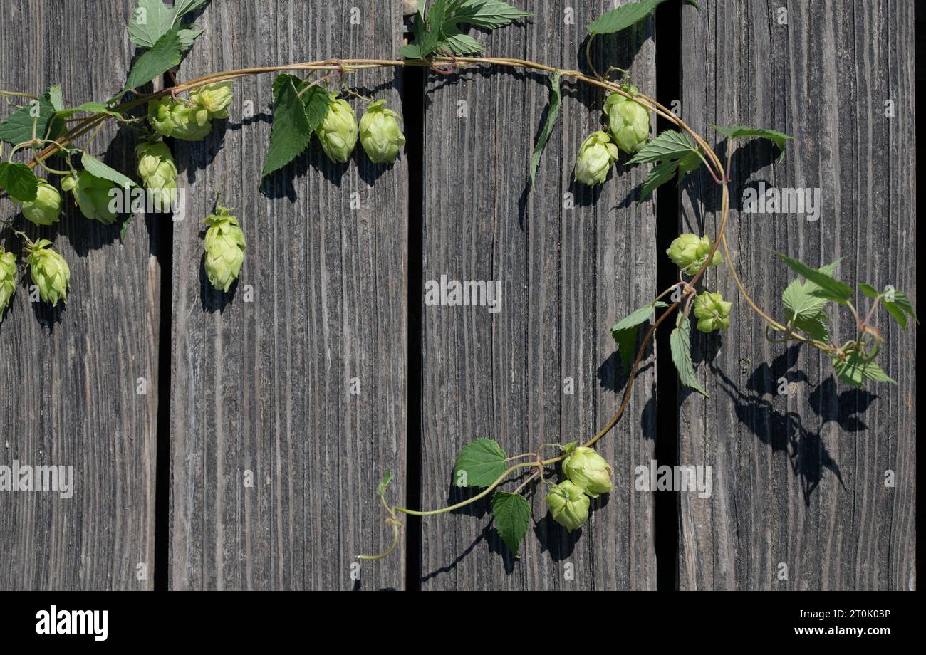 A vine of wild hops forms a frame against a background of dark rustic ...