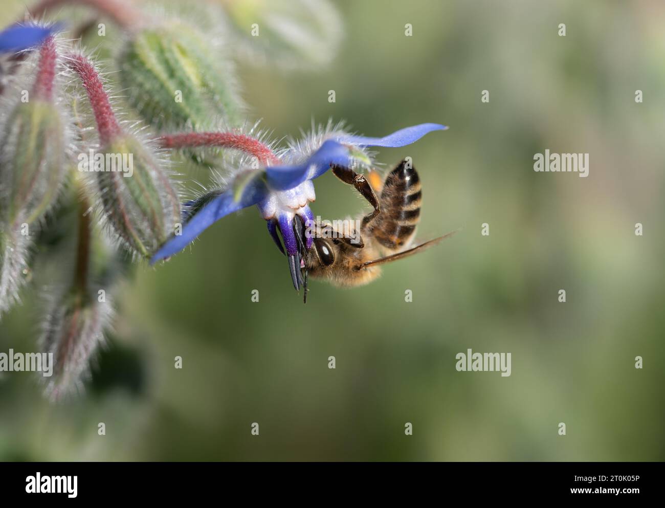 Close-up of a small honey bee hanging at the bottom of the blue flower ...