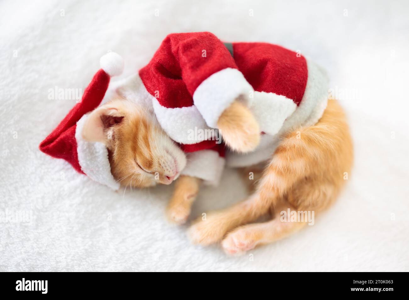 Baby cat in Christmas costume and Santa hat. Ginger newborn kitten ...