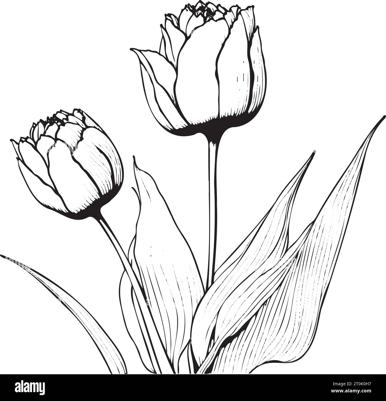 Tulip Flower Black Outline Illustration Vector Stock Vector Image & Art ...