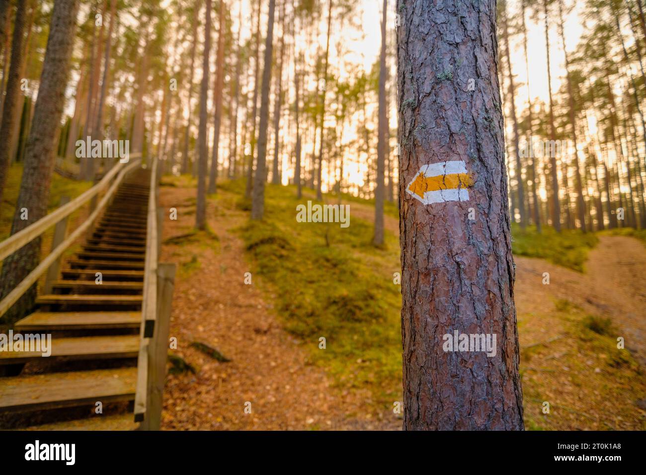 Marking of the hiking trail. Arrow symbol in autumn on a tree. Head for ...
