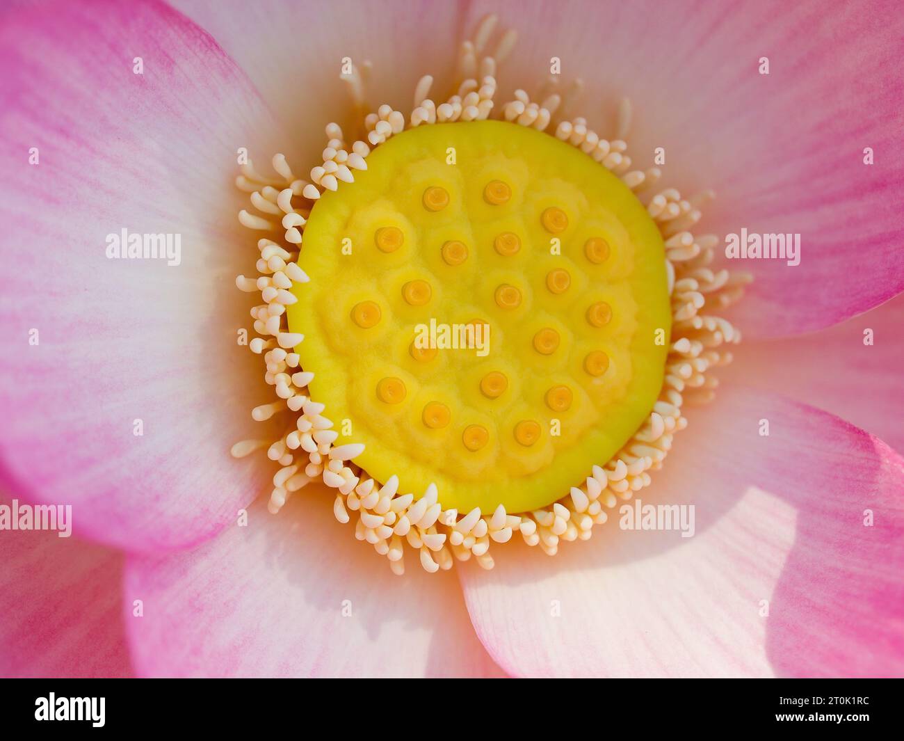 A beautiful close-up shot of the center of a lotus flower, with its ...