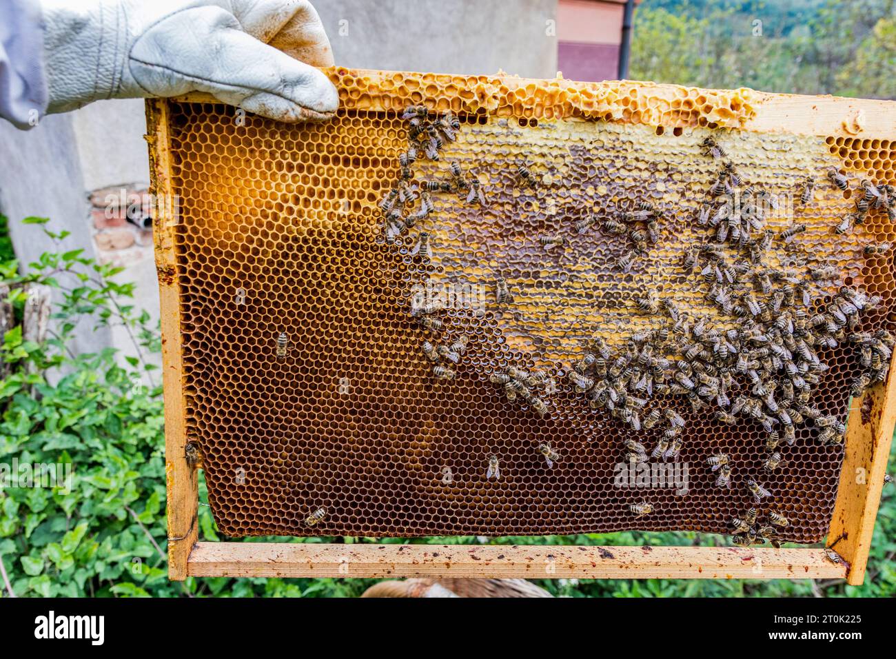 A beekeepers hand holds a frame taken from the hive. On the frame, you ...