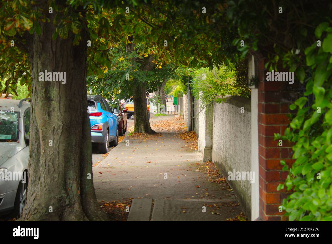A photo of a long, narrow path with overhanging trees Stock Photo - Alamy
