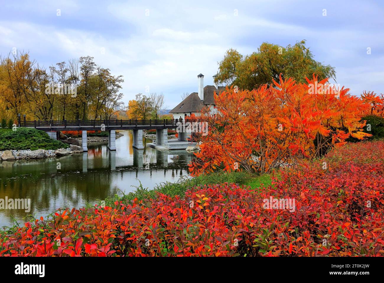 Sumac tree branch with red yellow leaves on autumn day. Sumah is ...