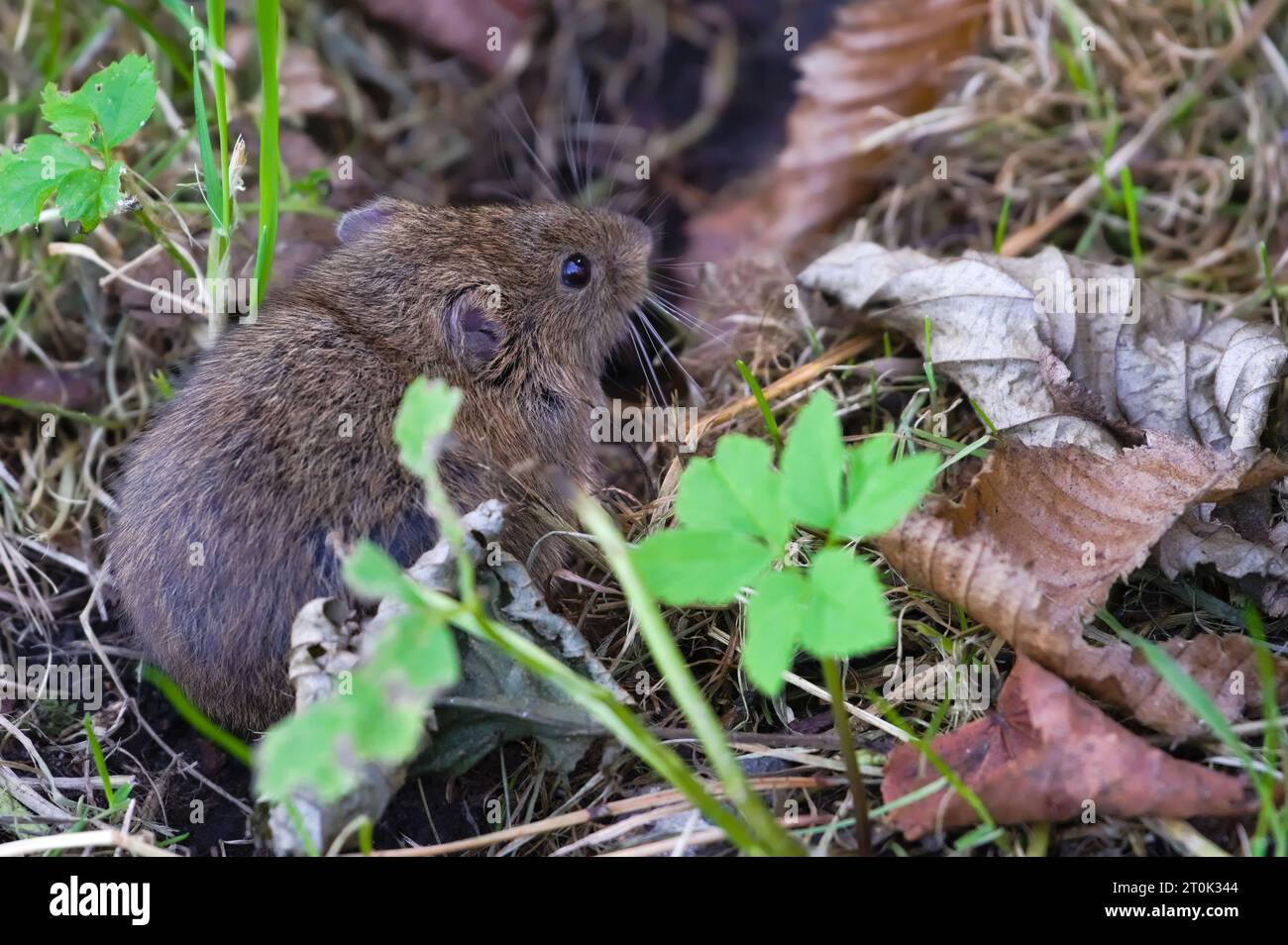 Microtus arvalis aka common vole is eating grass in front of his burrow ...