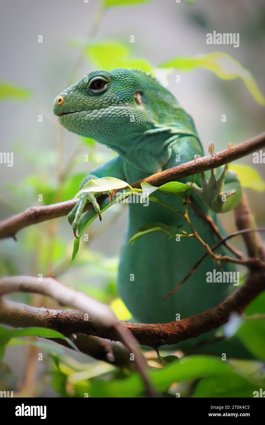 Zoo exhibits photos hi-res stock photography and images - Alamy