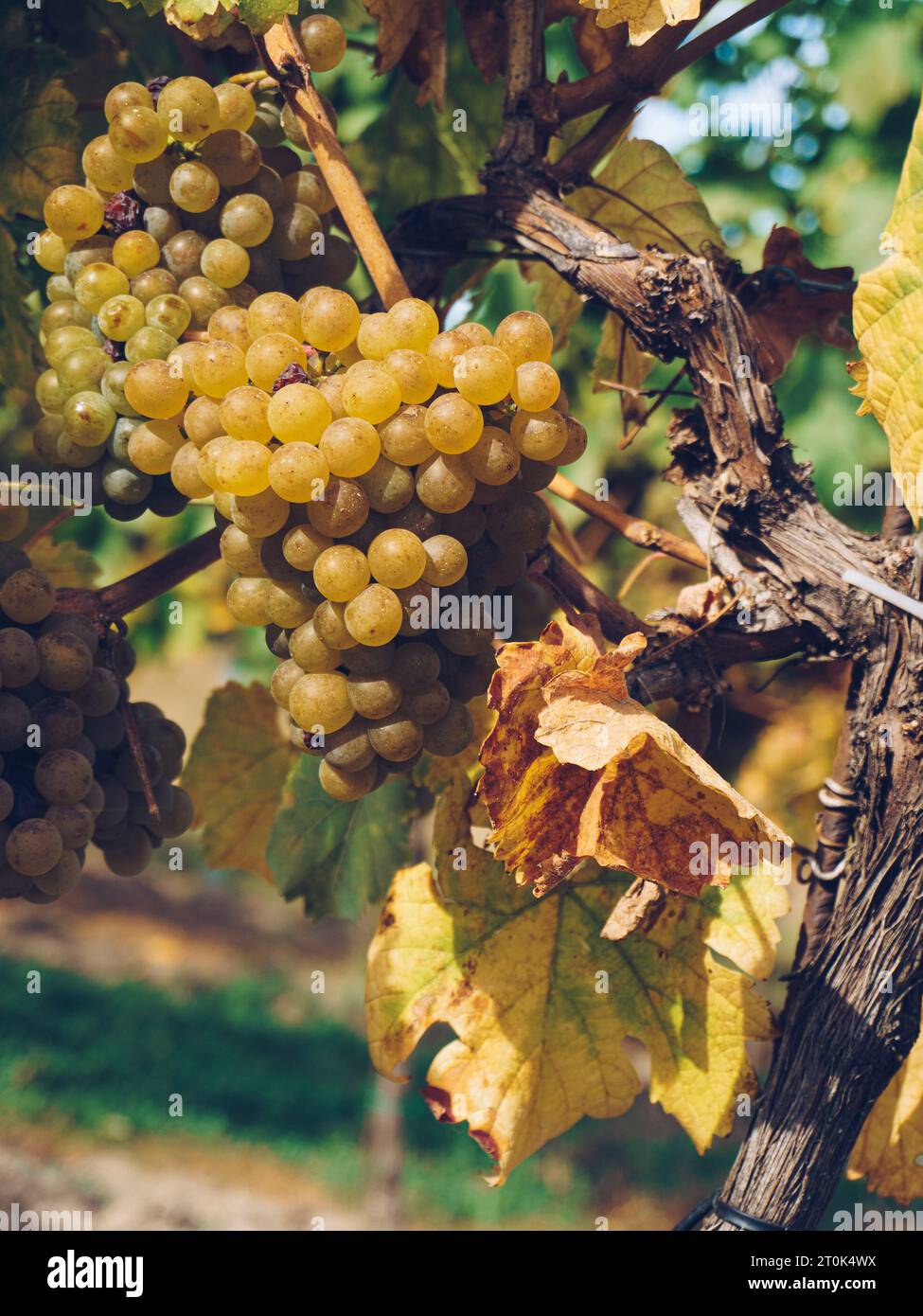 White Wine grapes in the vineyards. Natural plants in the harvesting ...