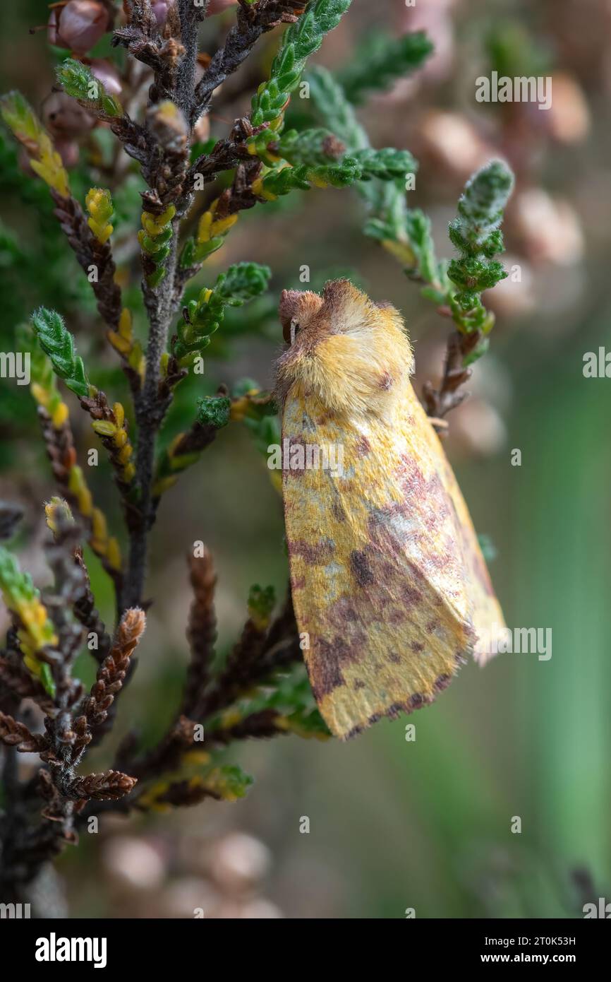 Pink-barred sallow moth (Xanthia togata) resting on ling heather ...