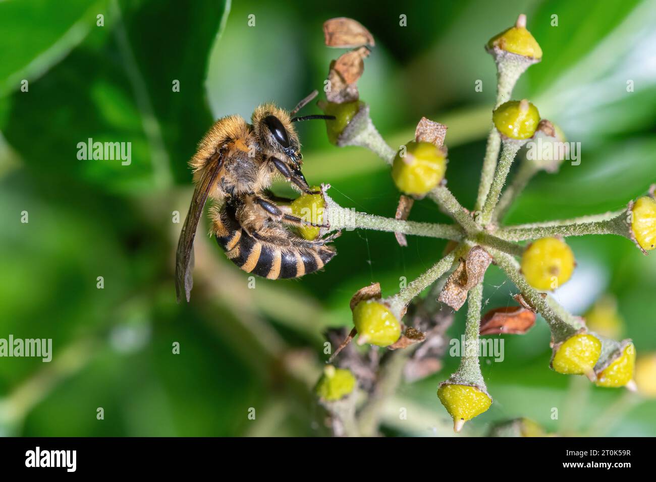 Ivy bee (Colletes Hederae) on ivy flowers during October or autumn ...