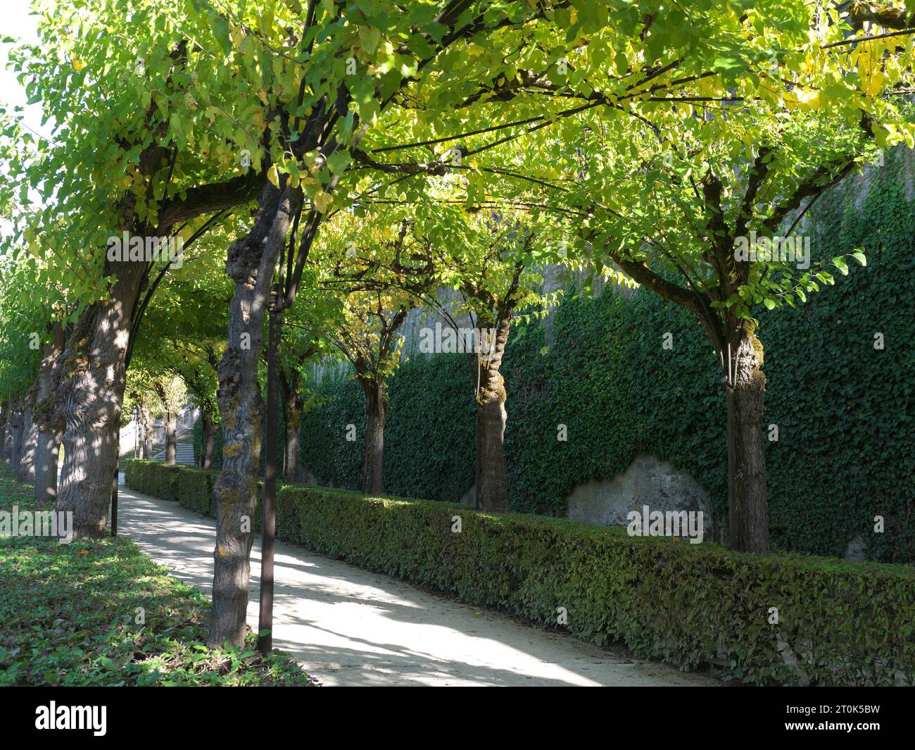 Path through tree arcades in the courtyard garden of the Würzburg ...