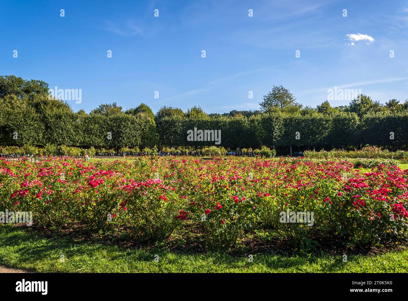 Round rose garden, Schönbrunn Gardens, 18th-century Baroque gardens ...