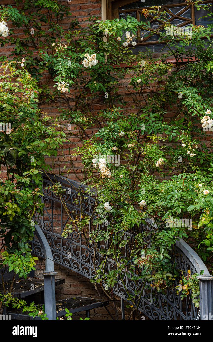Old house covered with creeping rose plant on the walls with metal old ...