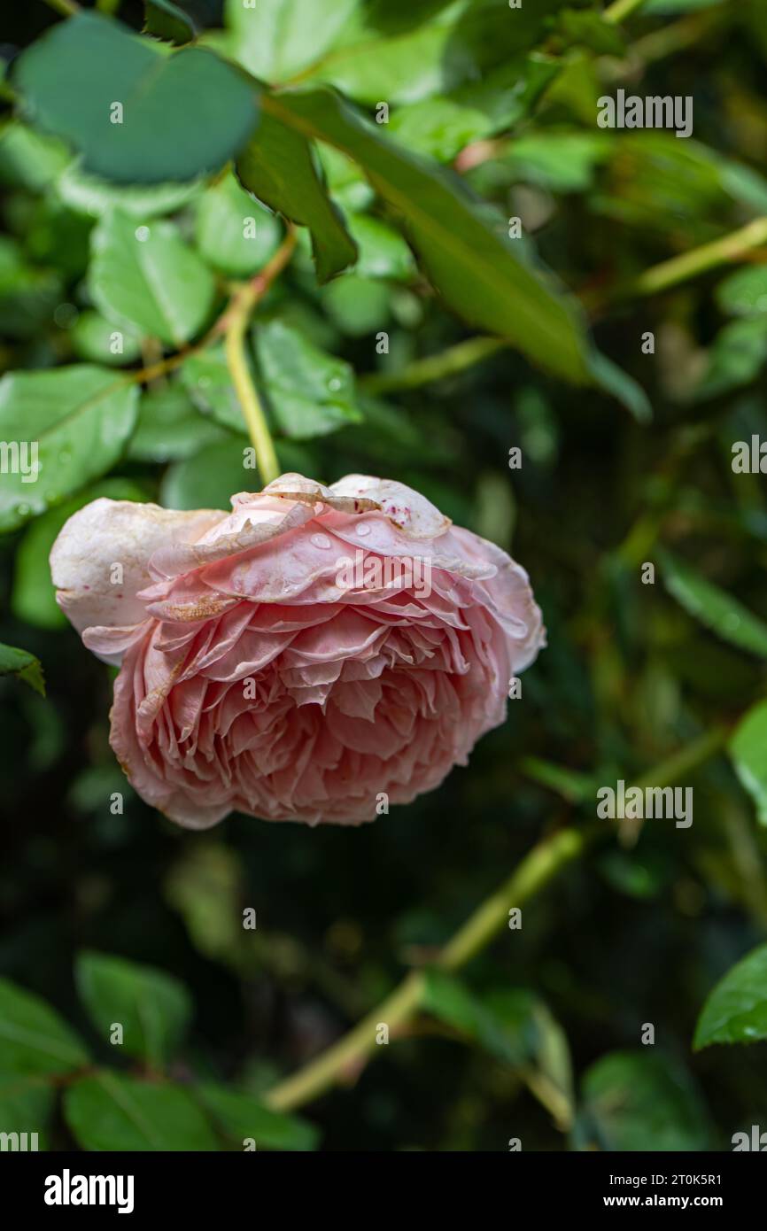 Creeping rose hi-res stock photography and images - Alamy