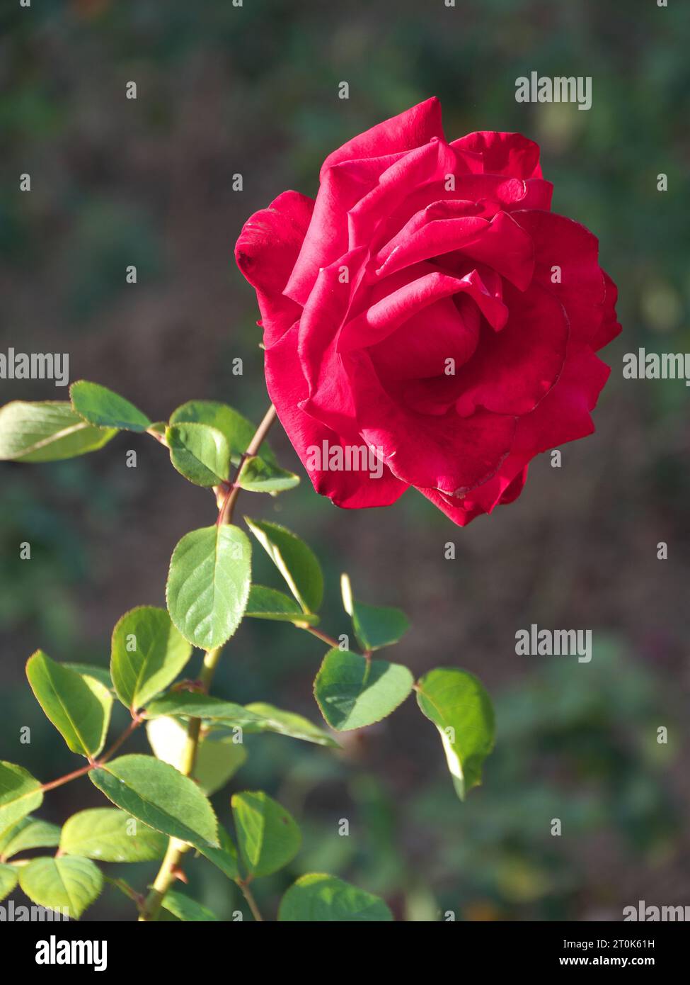 Red rose thorns hi-res stock photography and images - Alamy