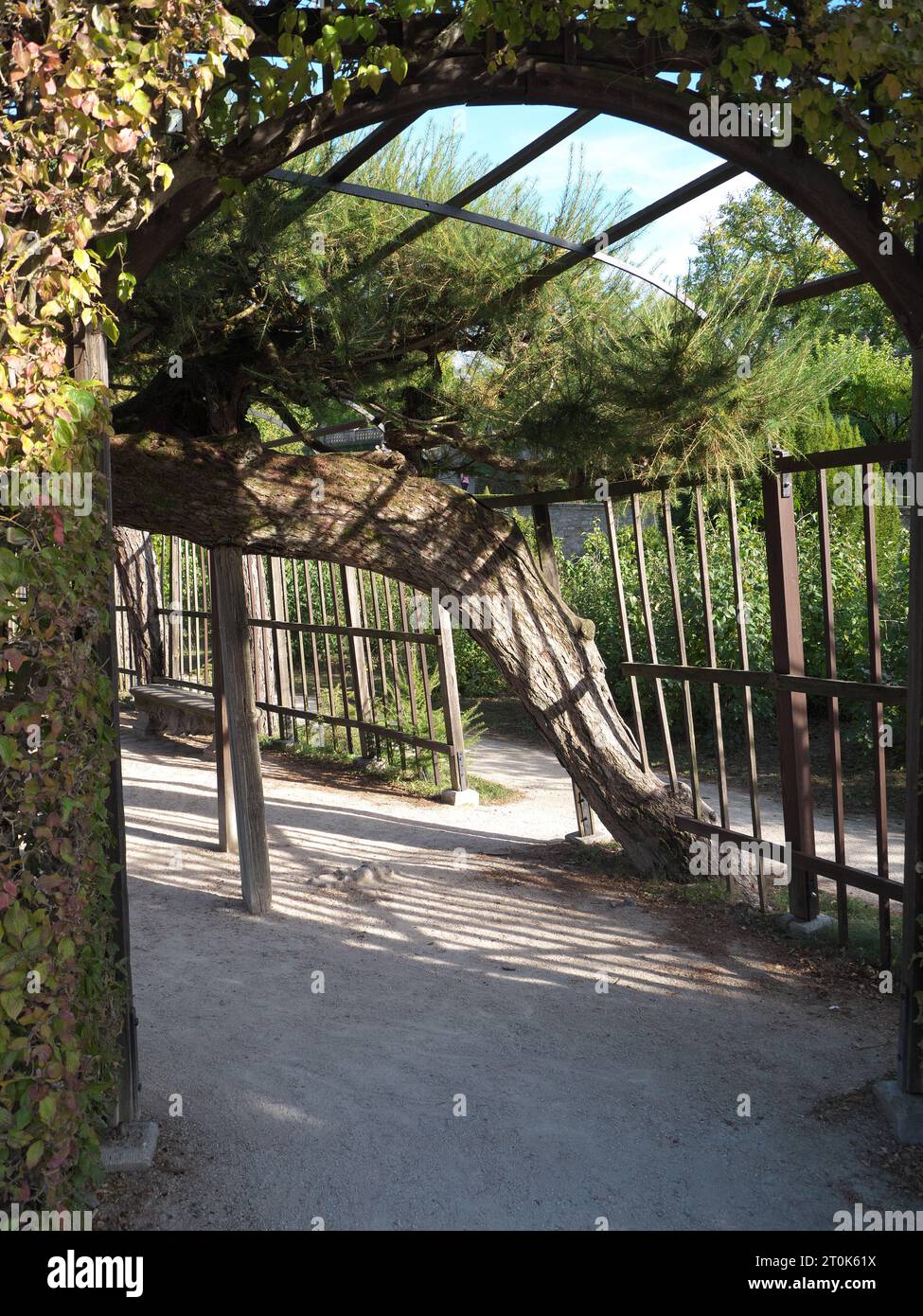 Historical tree trees bavaria hi-res stock photography and images - Alamy