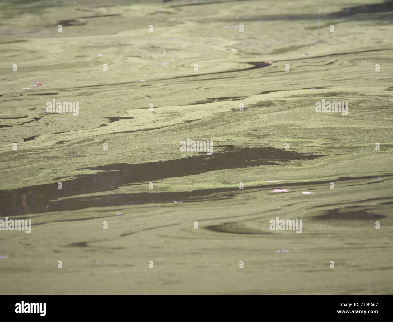 Algae bloom hi-res stock photography and images - Alamy