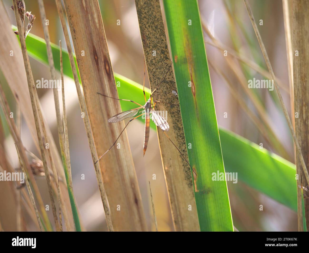 A swamp snake (Tipula paludosa) sits on a skiff stalk Stock Photo - Alamy