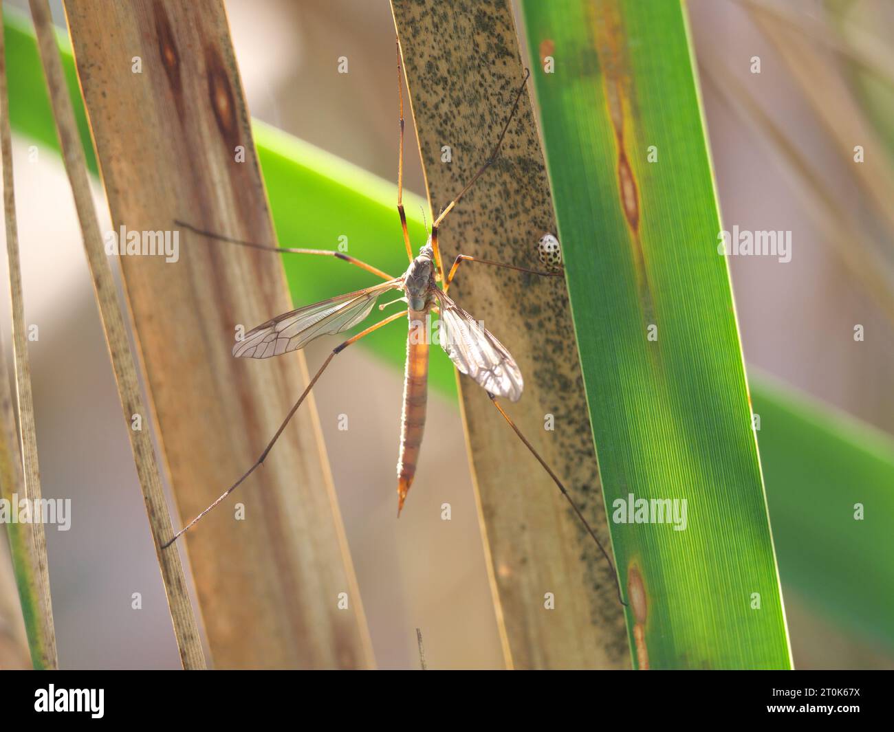 Swamp snake hi-res stock photography and images - Alamy