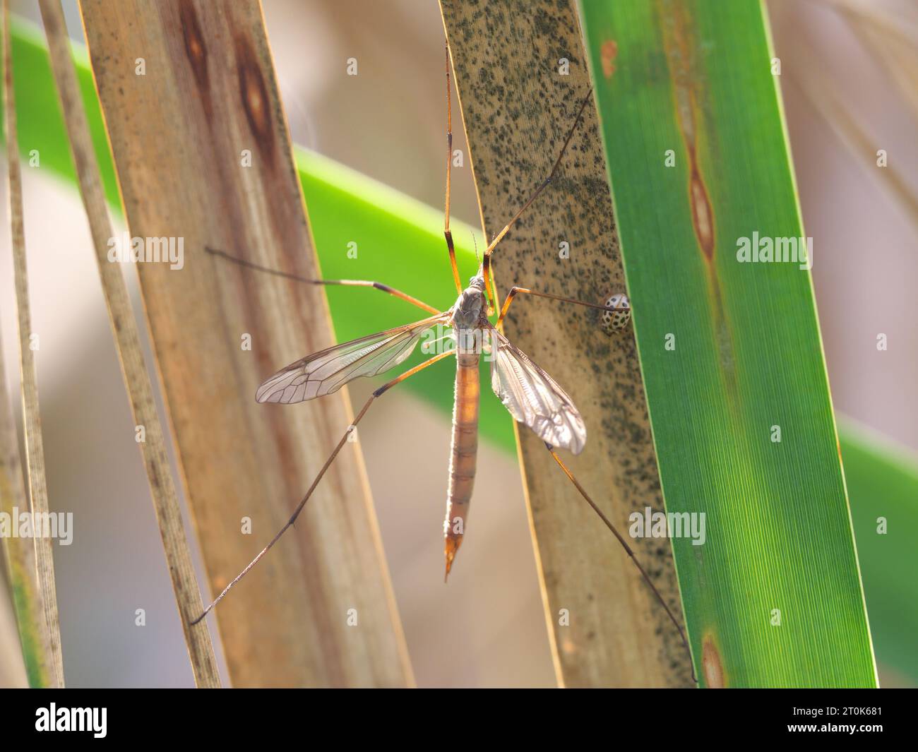 A swamp snake (Tipula paludosa) sits on a skiff stalk Stock Photo - Alamy
