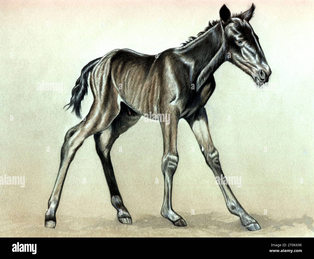 Shaky legs hi-res stock photography and images - Alamy