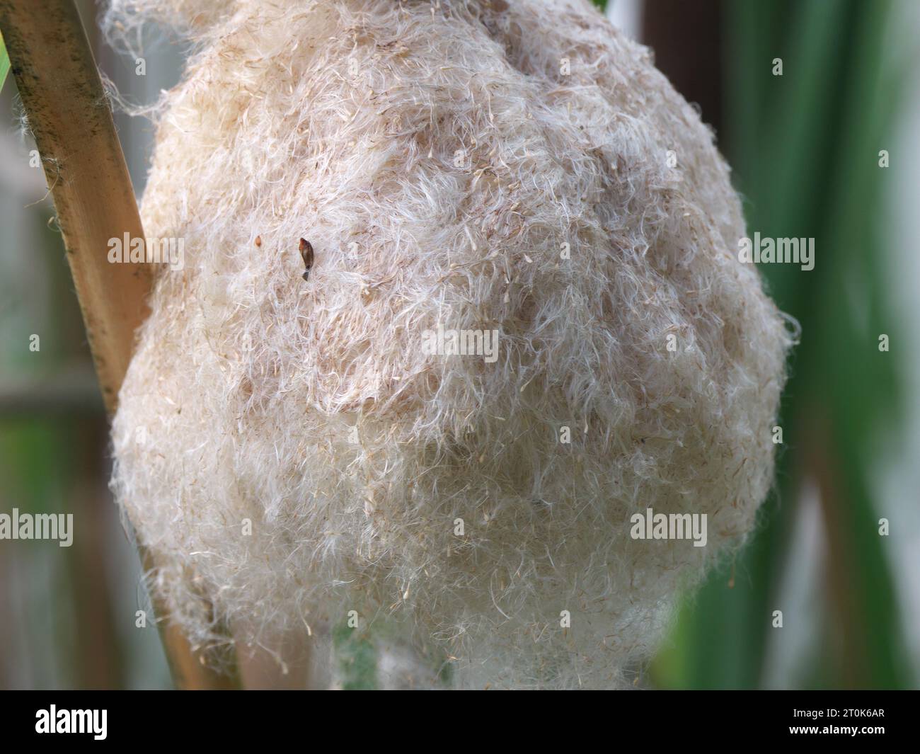 Fruit stand of the broad-leaved cattail (Typha latifolia Stock Photo ...