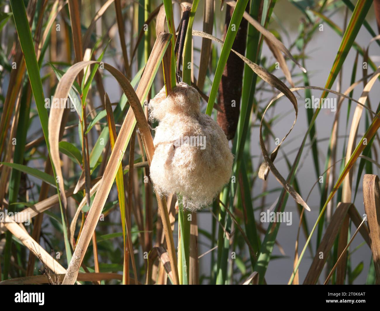 Fruit stand of the broad-leaved cattail (Typha latifolia Stock Photo ...