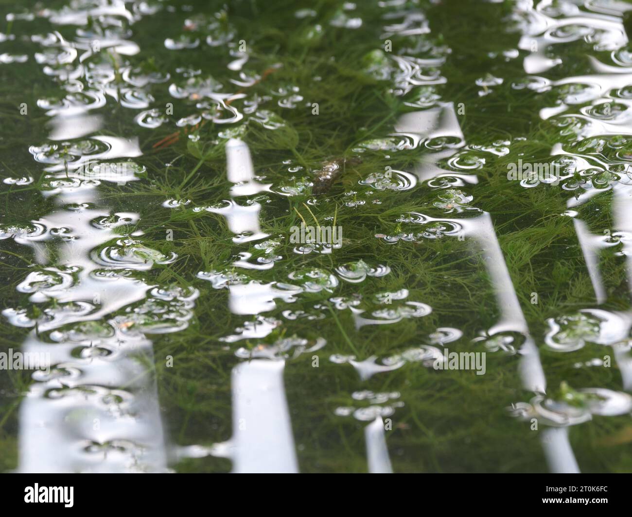 Submerged plants reach the water surface of a pond Stock Photo - Alamy