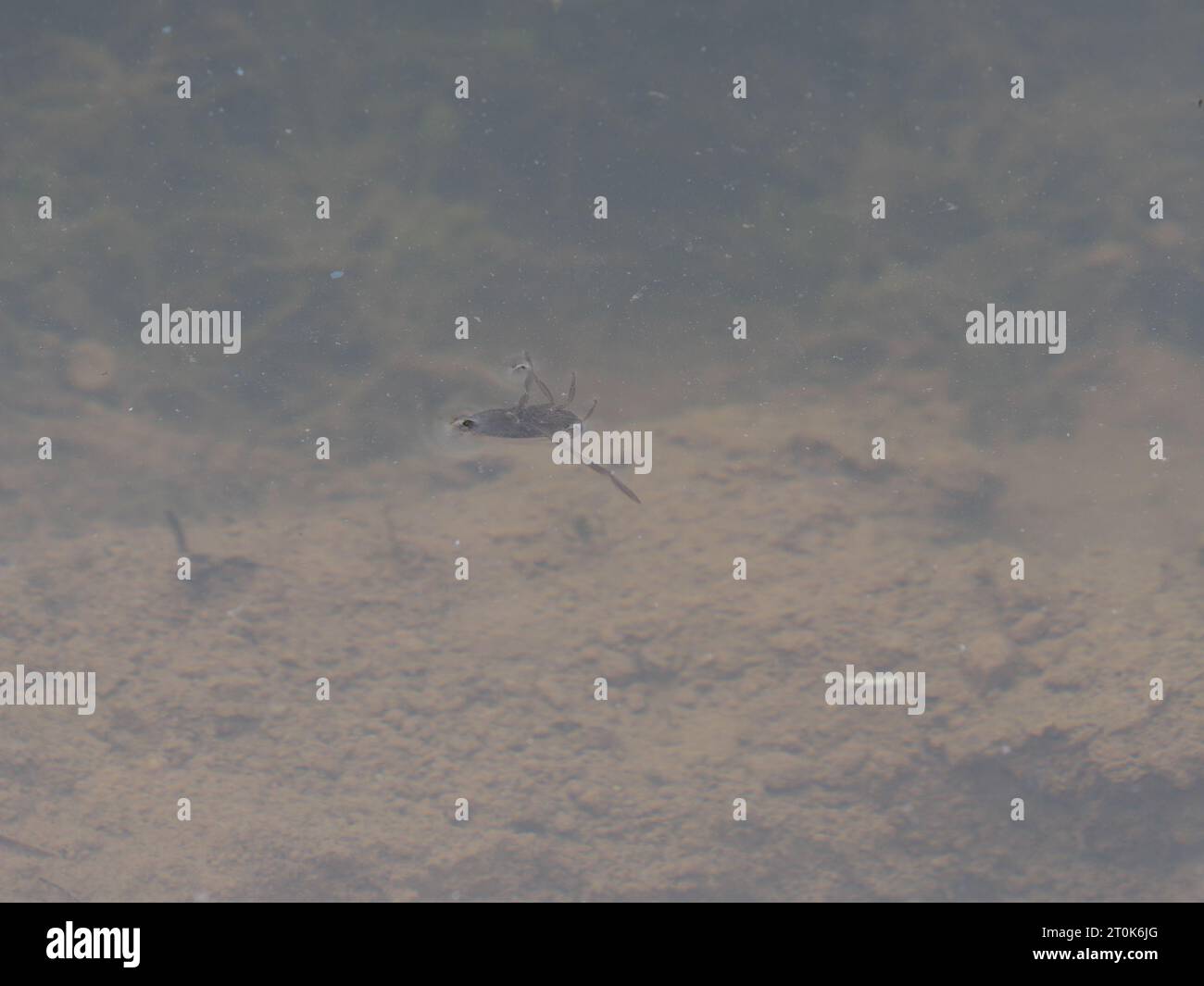 View of a common backswimmer Notonecta glauca swimming on the water ...