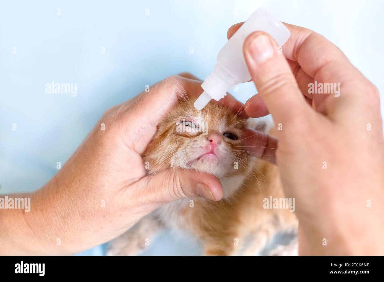 veterinarian puts eye drops into the eyes of a small ginger kitten ...