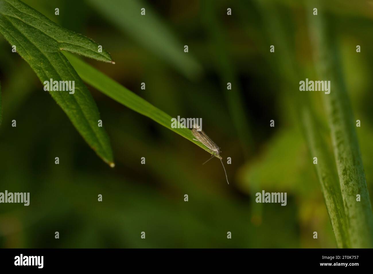 Coleophora saxicolella Family Coleophoridae Genus Coleophora Orache ...