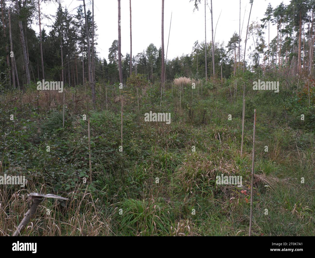 A fenced sanctuary in the forest with young plants and protective fence ...