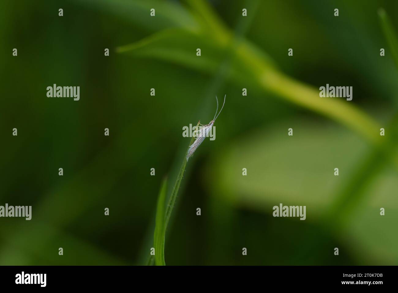 Coleophora peribenanderi Family Coleophoridae Genus Coleophora Pale ...