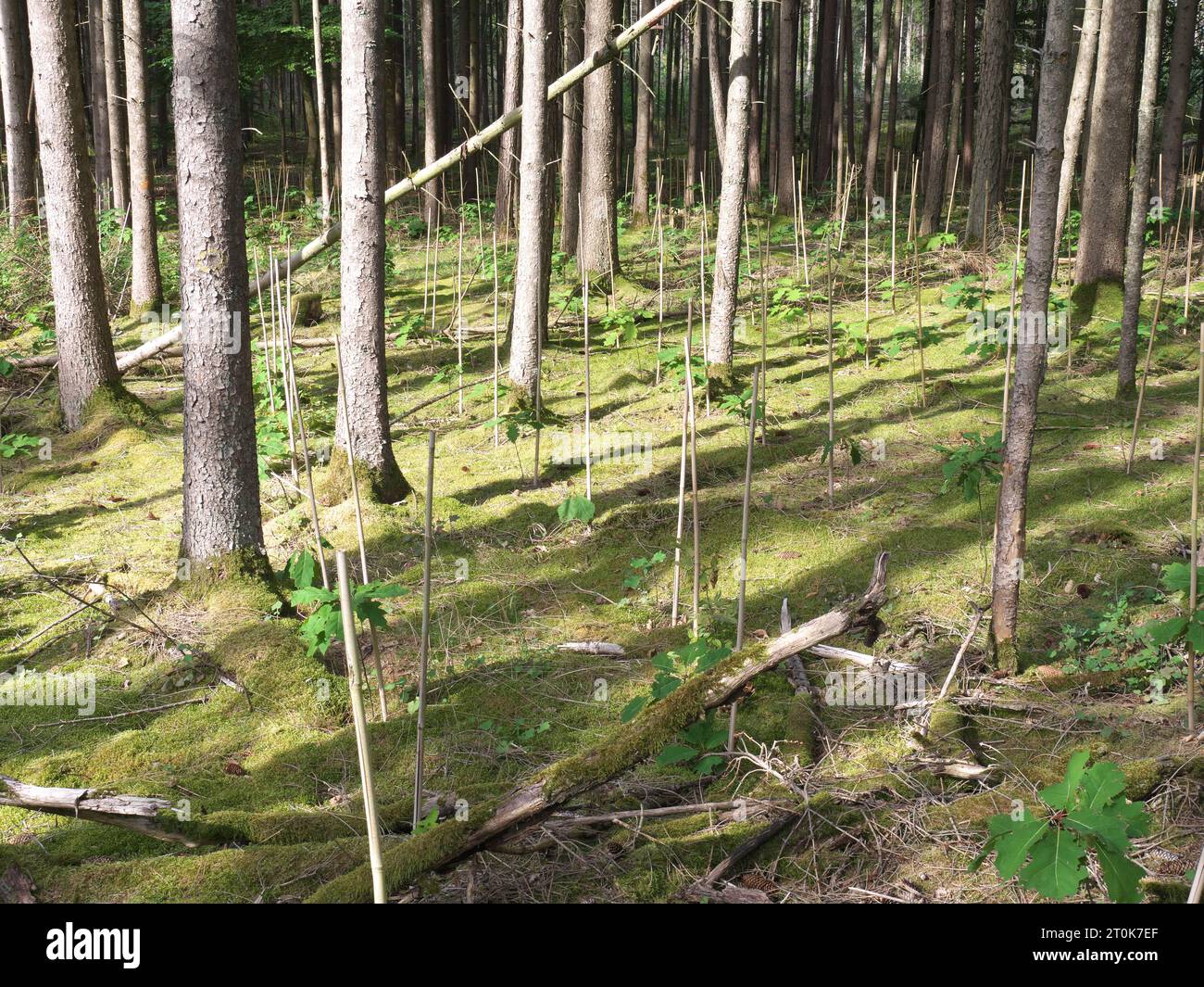 A fenced sanctuary in the forest with young plants and protective fence ...