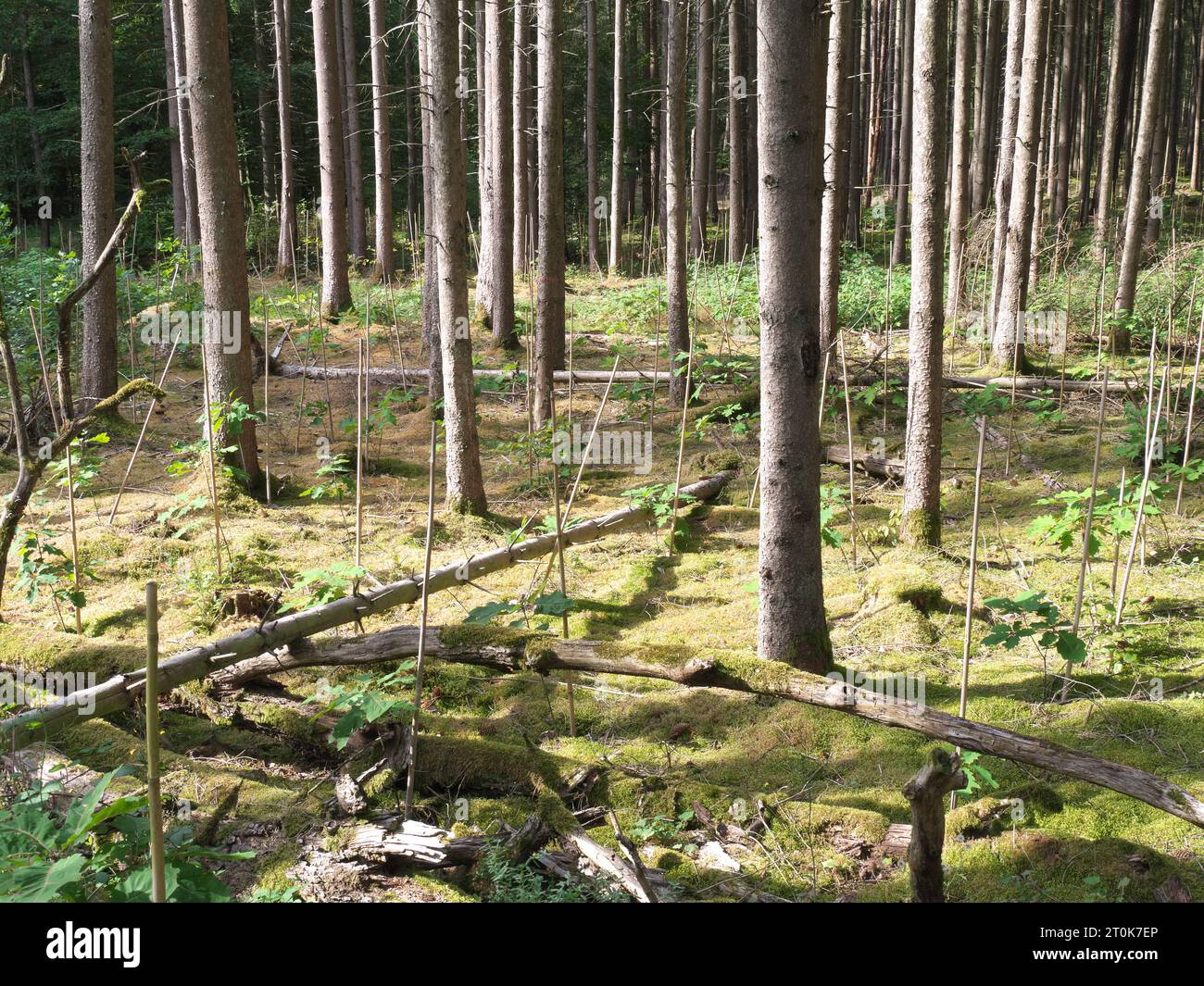 A fenced sanctuary in the forest with young plants and protective fence ...