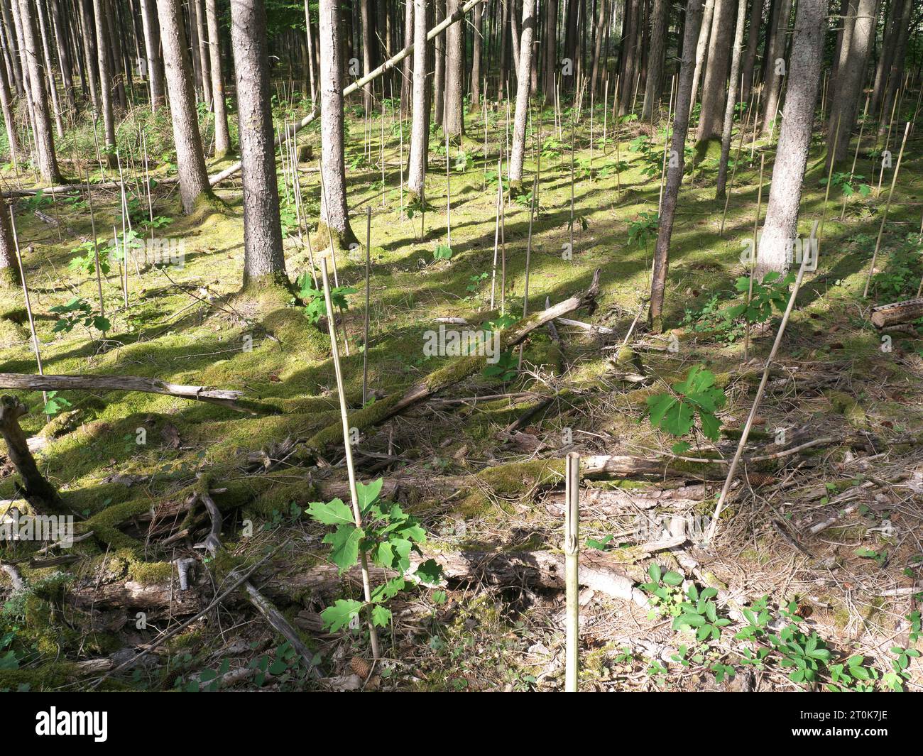 A fenced sanctuary in the forest with young plants and protective fence ...