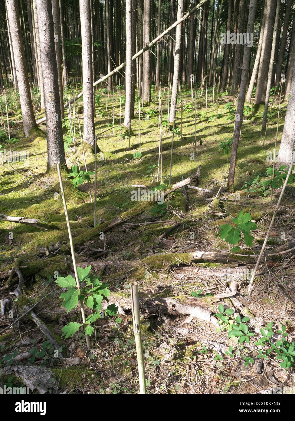 A fenced sanctuary in the forest with young plants and protective fence ...